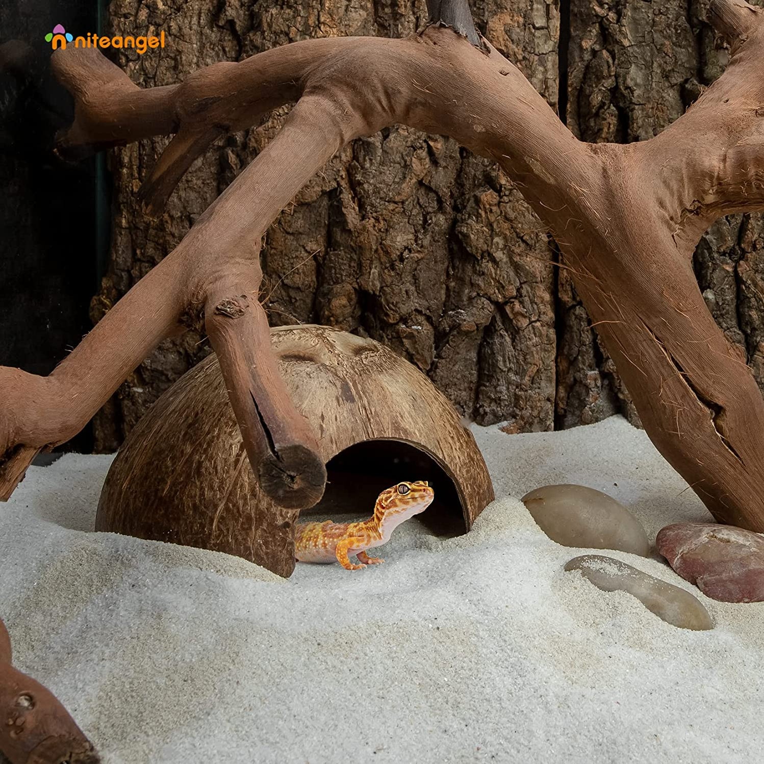 Niteangel 2 Pack Natural Coconut Reptile Hideouts, Lizard, Spider and ...
